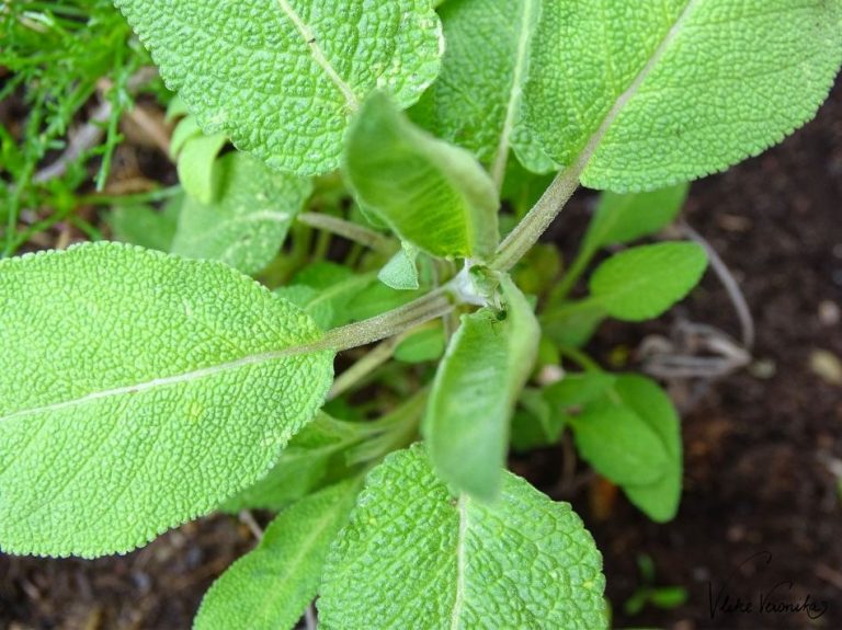 Im Garten: Das Kräuterbeet - VLIKEVERONIKA | DIY. UPCYCLING. BASTELN ...